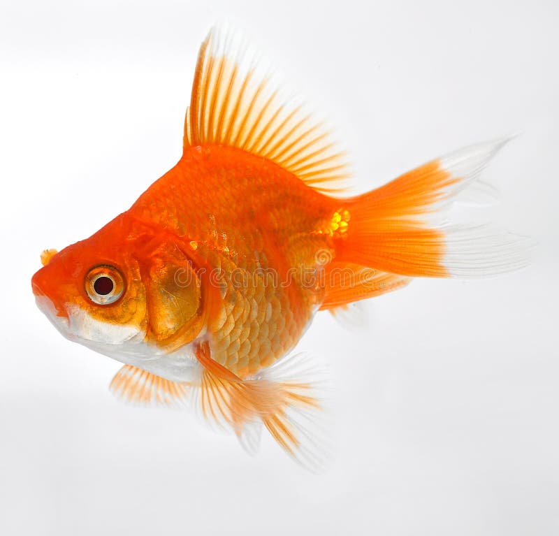 Gold fish in plastic bag stock image. Image of aquarium - 9145661
