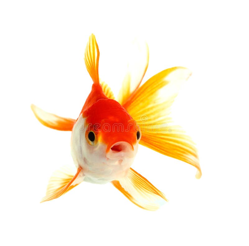 Goldfish Front View Isolated on White Stock Photo - Image of pretty ...