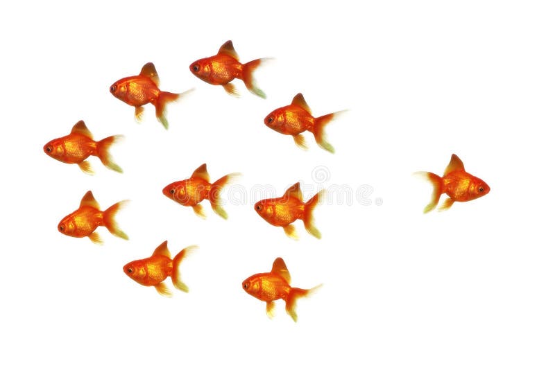 School of Goldfish stock photo. Image of animals, group - 9333218