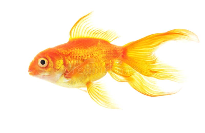 Gold fish stock image. Image of pets, closeup, white, staring - 2447295