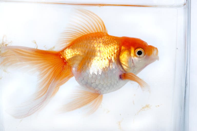 Gold fish stock image. Image of computer, goldy, composite - 350093