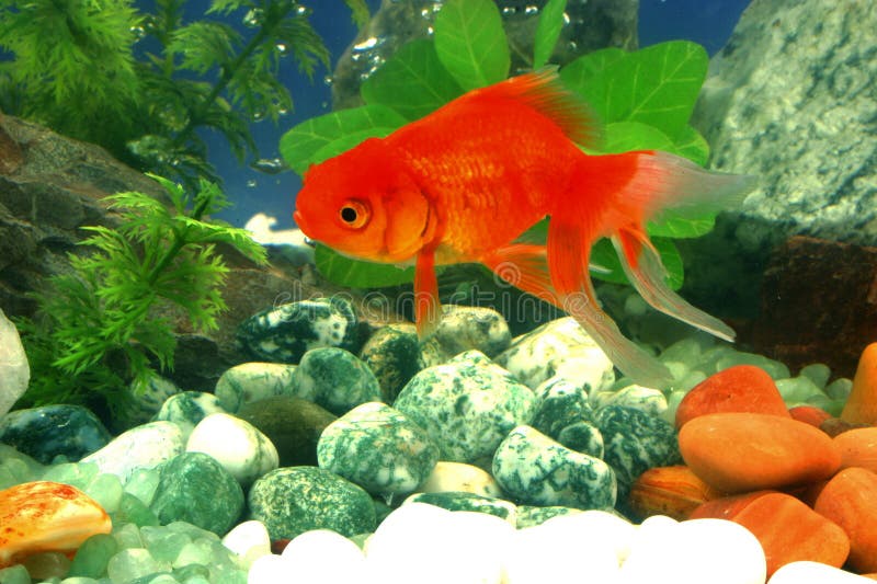Three Goldfish in Aquarium stock image. Image of golden - 264663