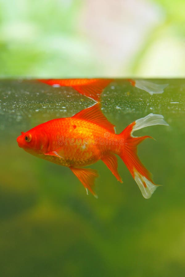 Gold Fish stock photo. Image of fish, aquarium, life, pond - 4134254