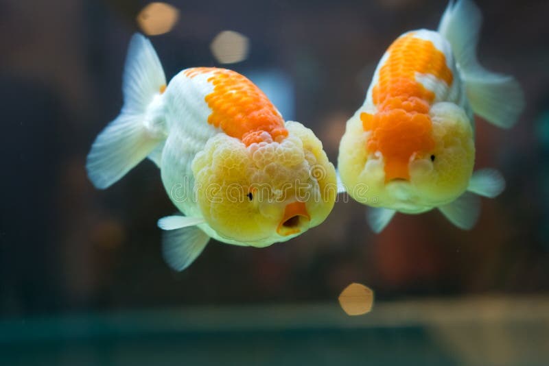 Gold fish stock photo. Image of chubby, gold, funny, white - 6877600