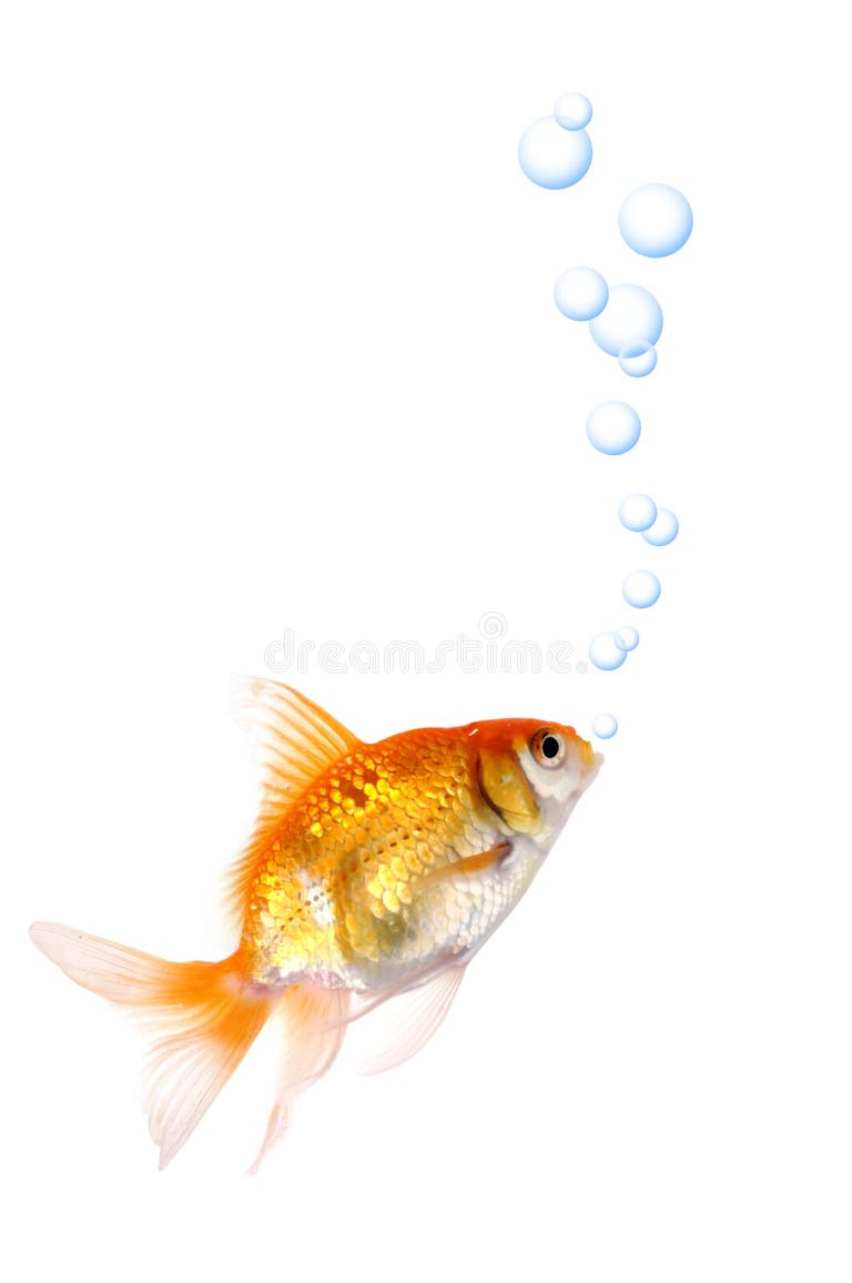 854 Golden Flying Fish Stock Photos - Free & Royalty-Free Stock Photos ...