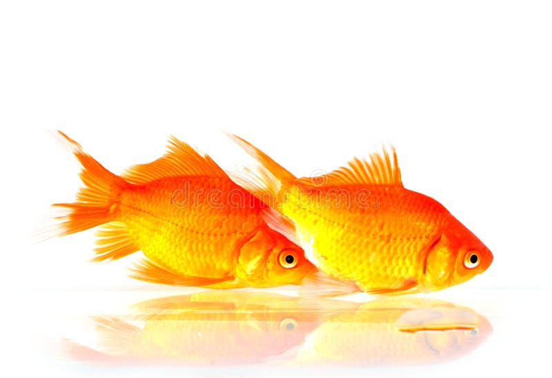 Gold fish in plastic bag stock image. Image of aquarium - 9145661