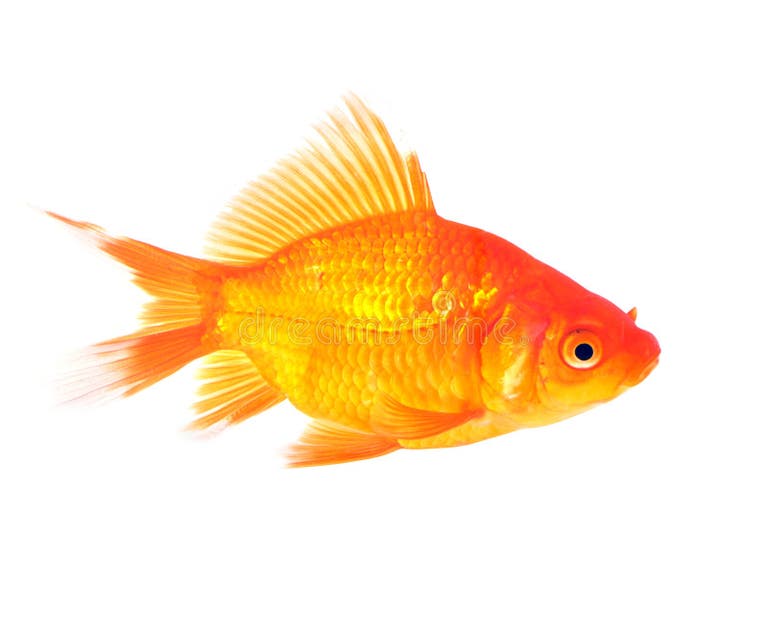 854 Golden Flying Fish Stock Photos - Free & Royalty-Free Stock Photos ...