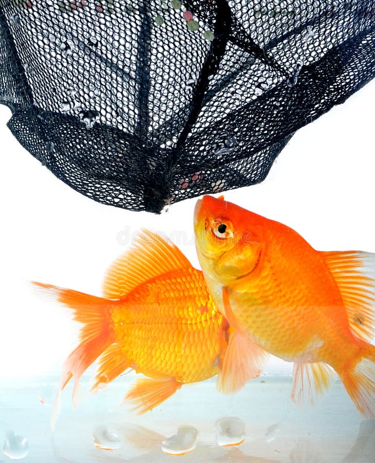 Gold fish in plastic bag stock image. Image of aquarium - 9145661