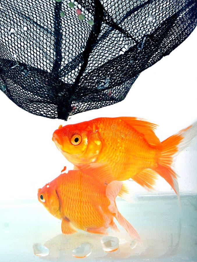 Gold fish in plastic bag stock image. Image of aquarium - 9145661