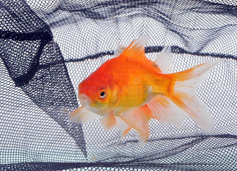 Gold fish in plastic bag stock image. Image of aquarium - 9145661