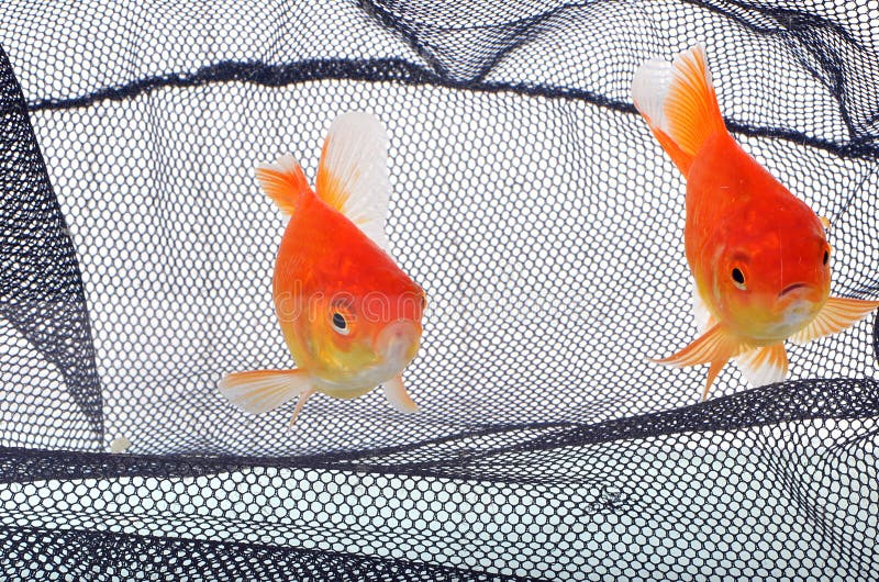 Gold fish in plastic bag stock image. Image of aquarium - 9145661