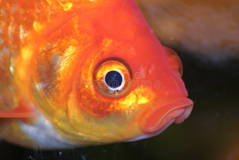 Gold fish in aquarium stock photo. Image of nature, pets - 4248676