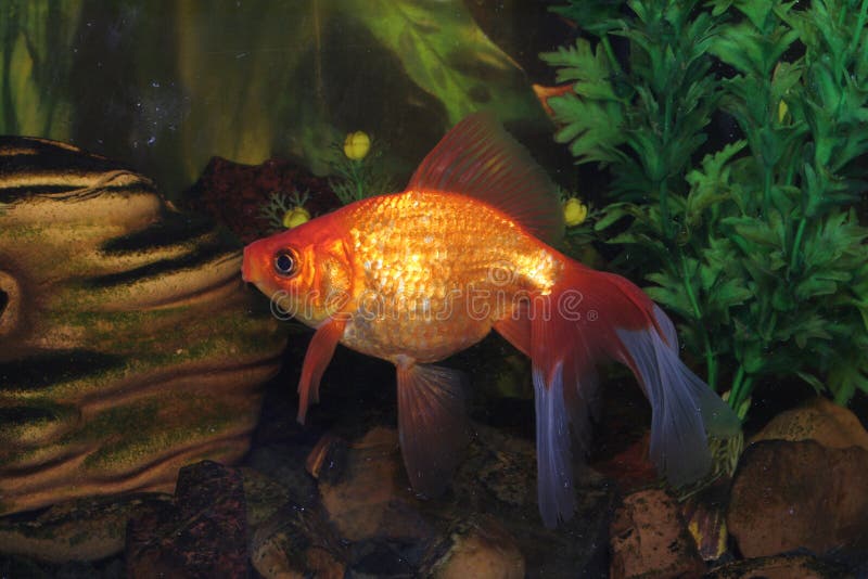 Gold fish in aquarium stock image. Image of color, small - 4248689
