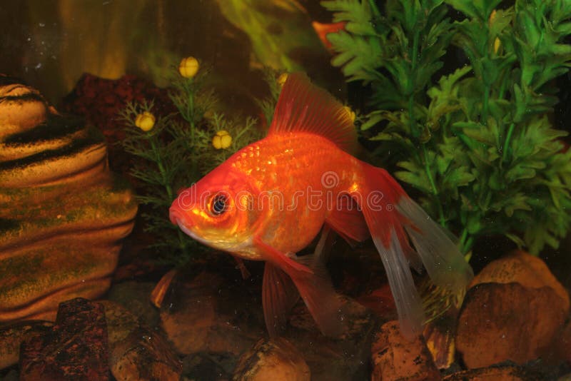 Gold fish in aquarium stock image. Image of pisces, water - 4248703