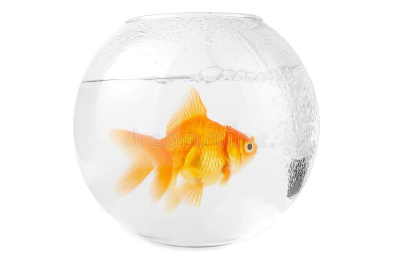 Gold fish in plastic bag stock image. Image of aquarium - 9145661