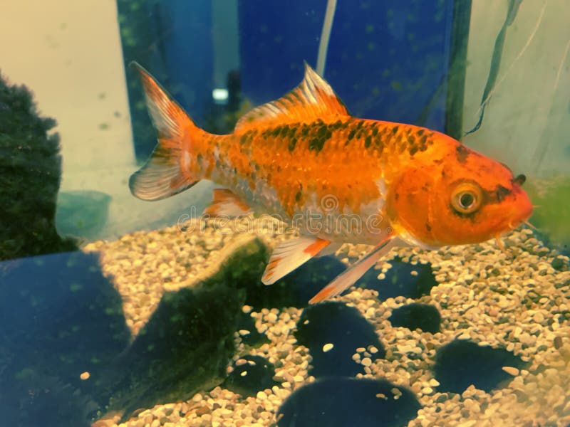 Gold fish in aquarium stock image. Image of cute, silence - 208506277