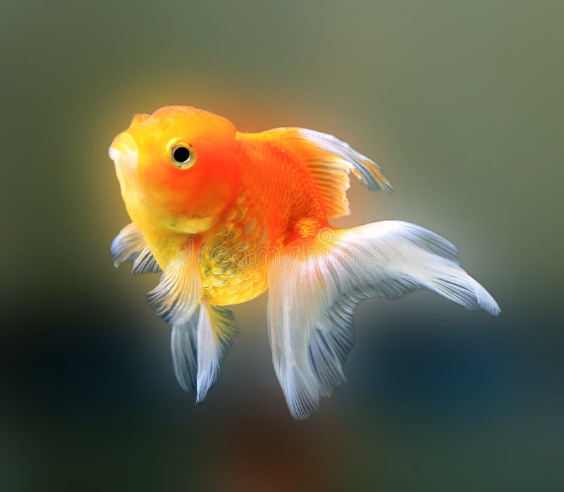 Gold fish stock photo. Image of fish, fishbowl, closeup - 30496188