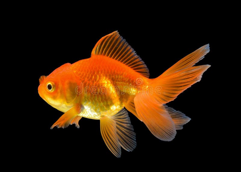Gold Fish on Black Background Stock Photo - Image of closeup ...