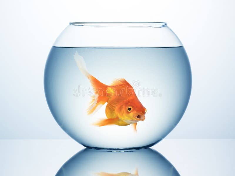 Gold fish in bowl stock photo. Image of exploration, freedom - 33625146