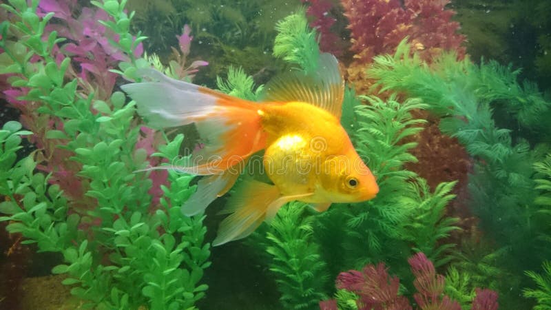 Gold fish stock image. Image of lion, carassus, fish - 51659545