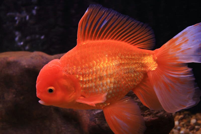 Goldfish stock photo. Image of animal, colorful, scale - 18666408