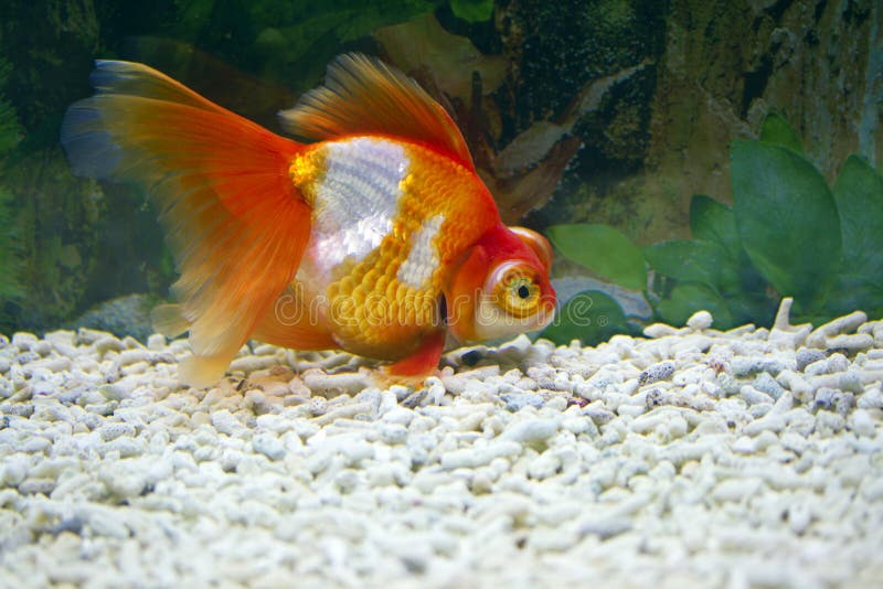 Gold Fish Smile Close-up Humor on a Face Stock Image - Image of lovely ...