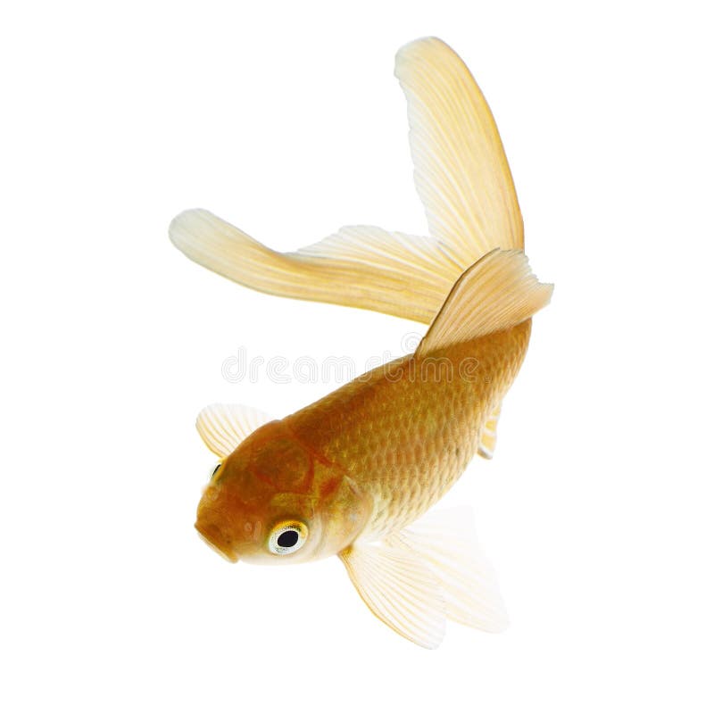 Comet Gold Fish on White Looks at You Stock Image - Image of colour ...