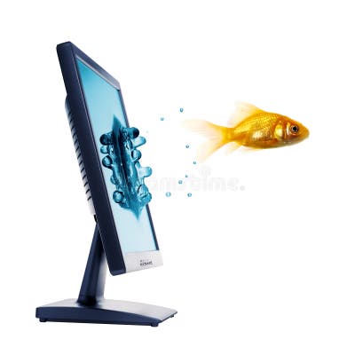 Gold Fish and Computer Monitor Stock Image - Image of wide, visual: 2599461