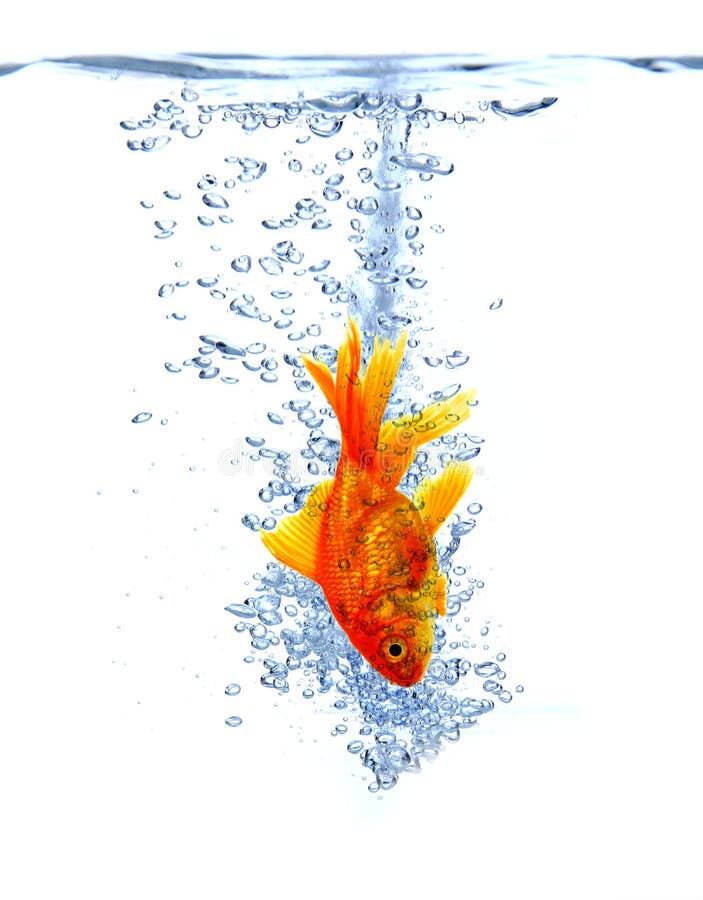 Gold Fish Dropped into Water Stock Photo - Image of clean, fruit: 16367908