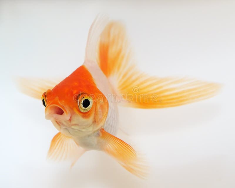 Goldfish on White in Aquarium Stock Photo - Image of funny, carassius ...