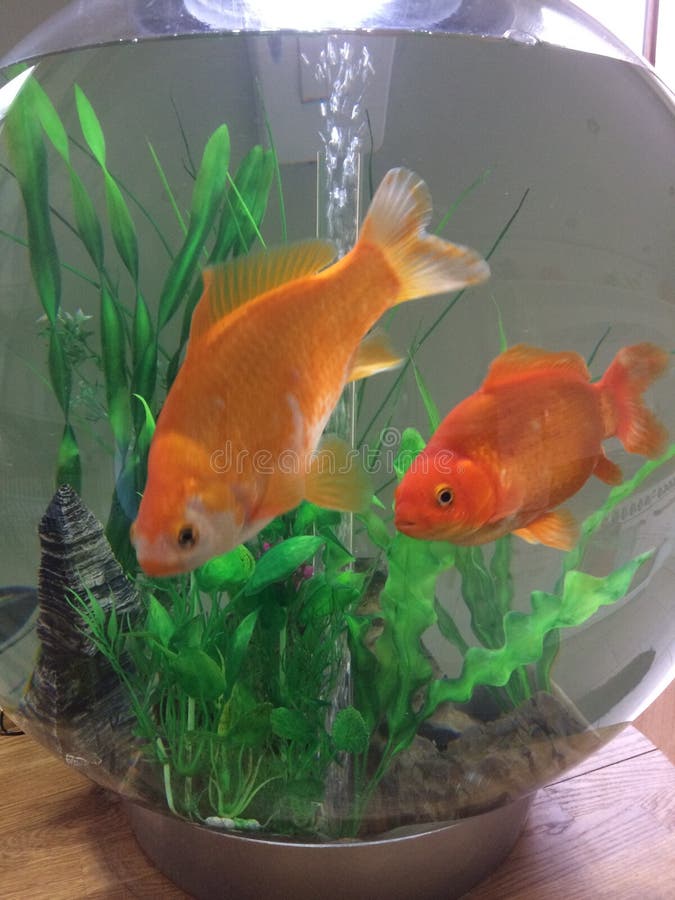 Friends stock image. Image of gold, giant, bowl, friends - 131006243