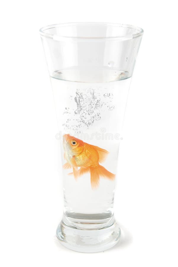 Gold fish at glass stock image. Image of conceptual, liquid - 9520815