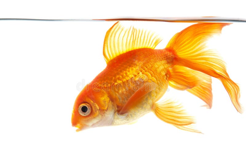 Gold Fish (golden Carp). Isolation on the White Stock Image - Image of ...