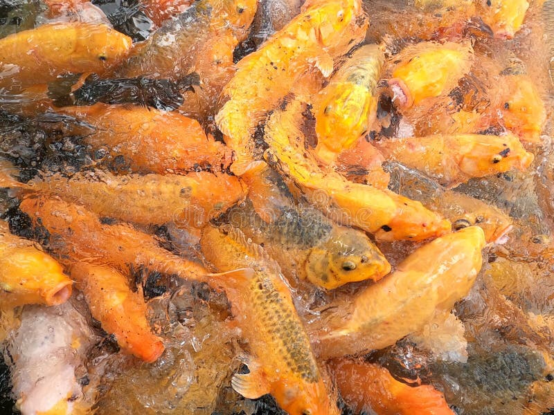 Gold fish stock photo. Image of orange, gold, golden - 222126450