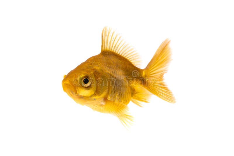 Gold Fish or Goldfish Isolated on White Background Stock Image - Image ...