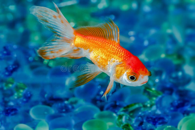 Gold Fish Goldfish Single One in Aquarium Close Up Stock Image - Image ...