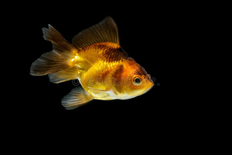 Fish set isolate stock image. Image of white, nature - 22344155