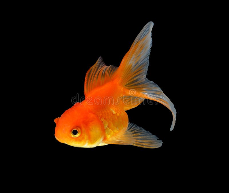 Gold Fish Isolated on a White Stock Photo - Image of cute, tank: 150877486