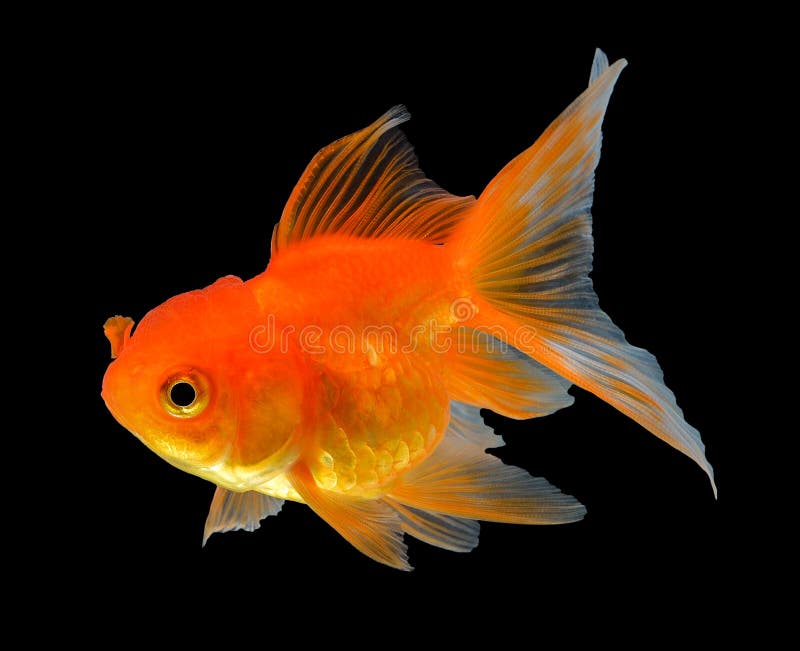 11,594 Gold Fish Black Background Stock Photos - Free & Royalty-Free ...