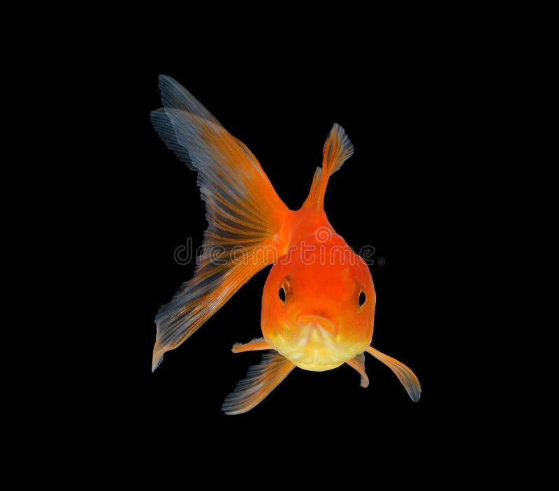 Pearlscale Goldfish Face stock photo. Image of japanese - 61381080
