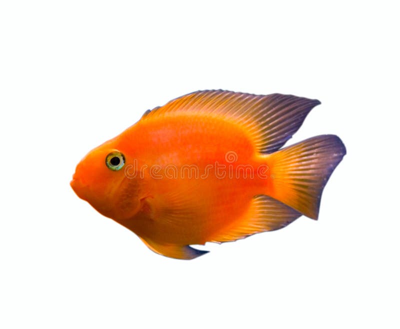 Gold Fish Smile Close-up Humor on a Face Stock Image - Image of lovely ...