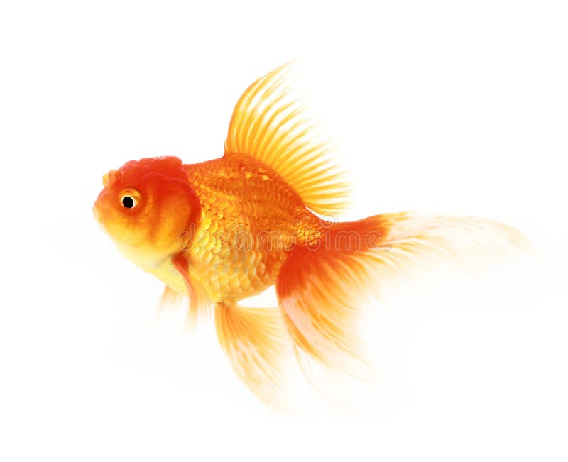 Gold fish stock image. Image of fishbowl, color, single - 173725909