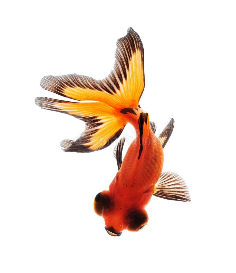 63,657 Tropical Fish White Background Stock Photos - Free & Royalty ...