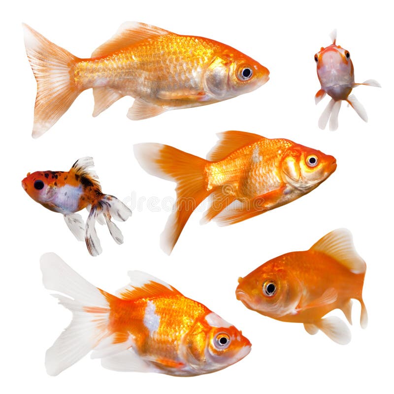 Clown Fish or Anemone Fish Isolated on White Backg Stock Photo - Image ...