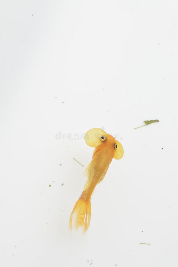 A Gold Fish Isolated on White at White Board Stock Photo - Image of ...