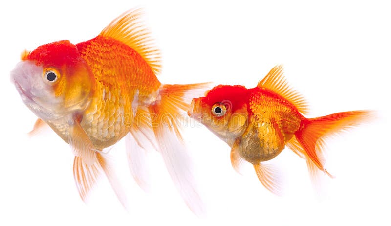 Gold Fish. Isolation on the White Stock Photo - Image of nature ...