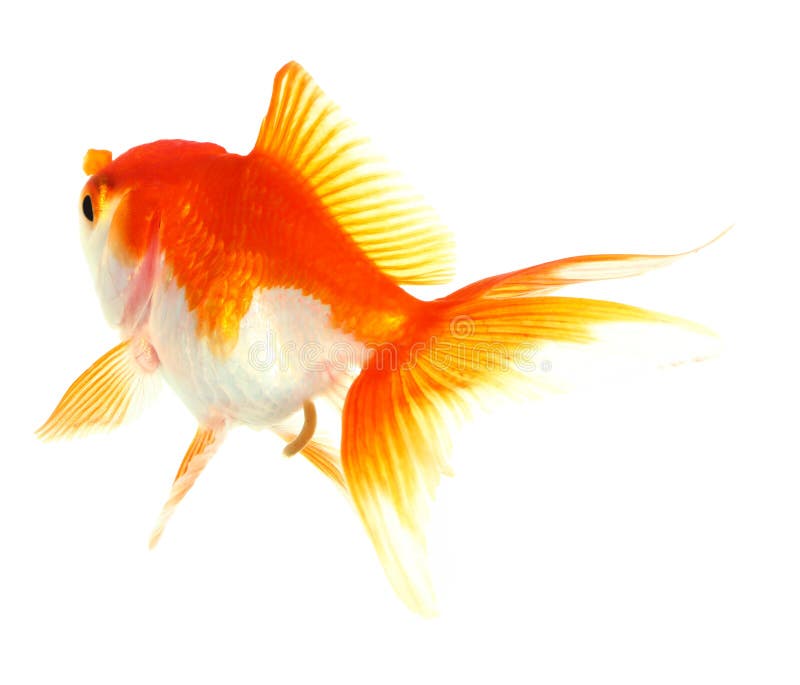Gold fish stock image. Image of animal, clear, fish, aquarium - 28776579