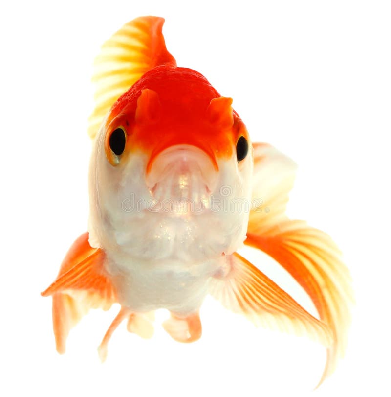 Gold fish stock photo. Image of golden, macro, goldfish - 28776672