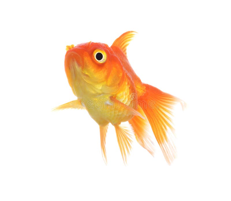 Gold Fish Isolation on the White Stock Photo - Image of macro, gill ...