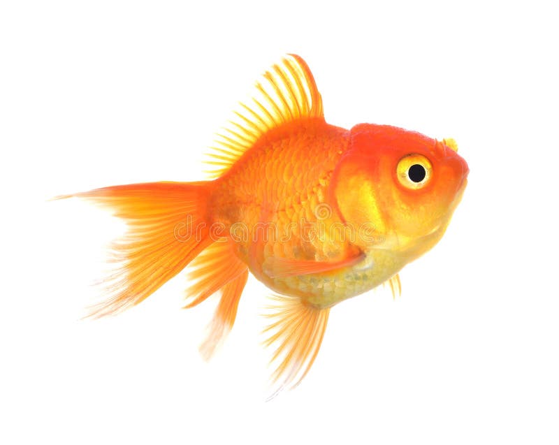 Gold Fish Isolation on the White Stock Photo - Image of isolated, macro ...